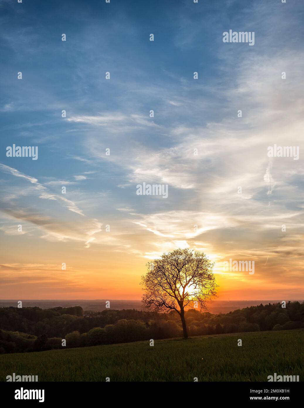Lonely tree against a blue sky at sunset. summer landscape with a lone ...