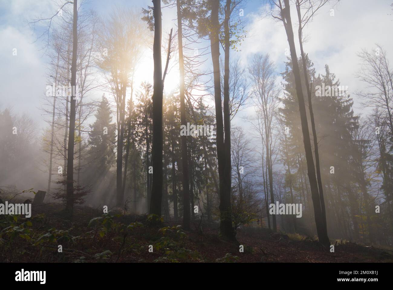 Beautiful sun rays in the morning forest Stock Photo - Alamy