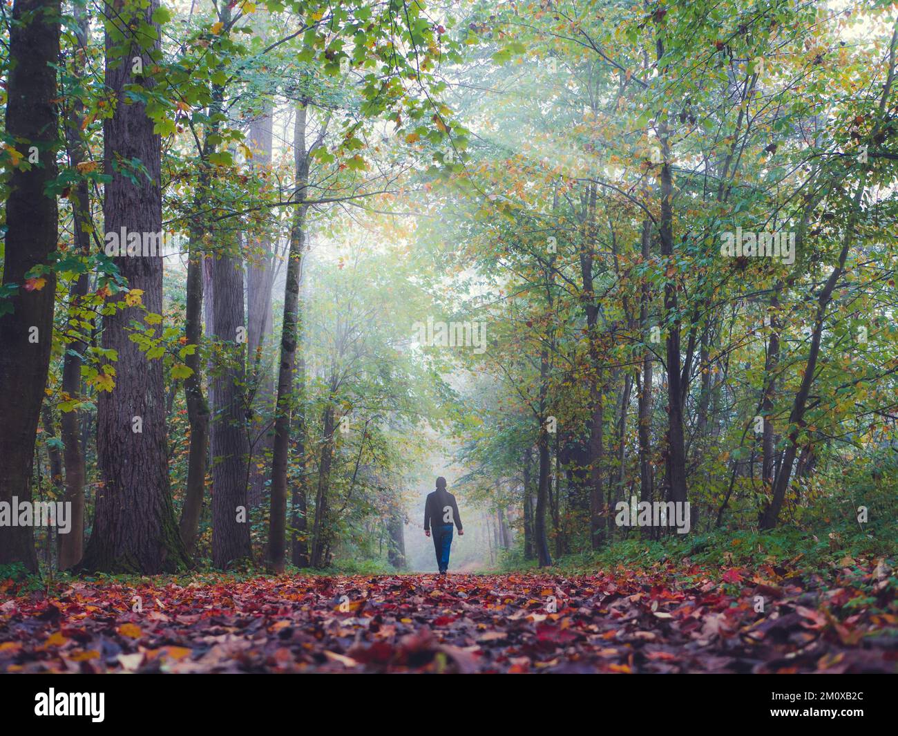 Man walking through autumn forest hi-res stock photography and images ...