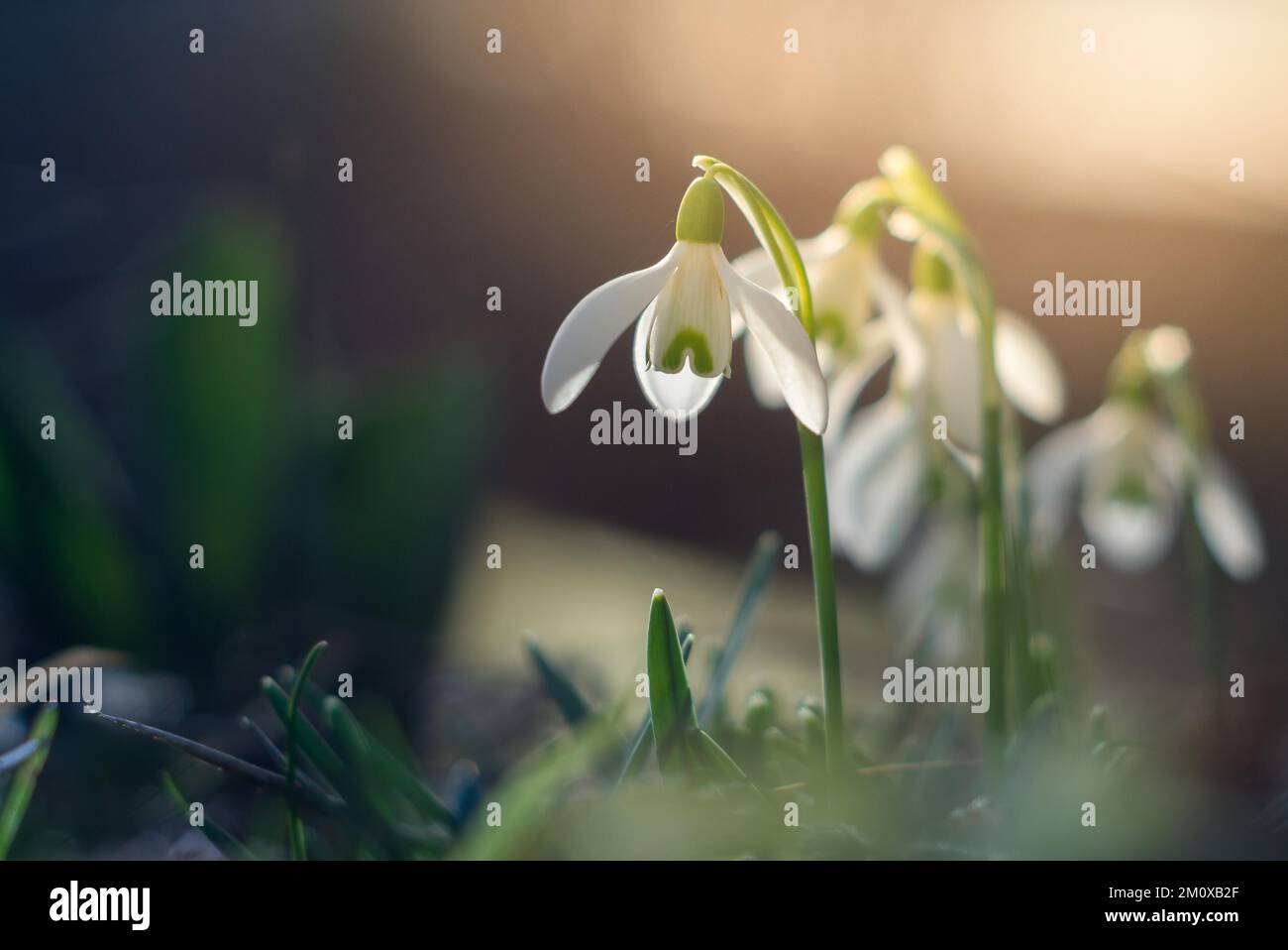Snowdrop detail hi-res stock photography and images - Alamy