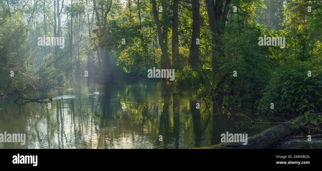 Beautiful small lake scenery made by a beaver in a forest at sunrise ...