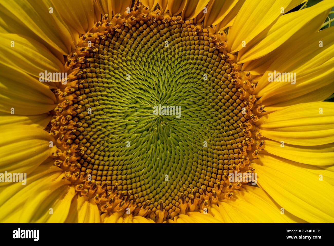 A closeup shot of a sunflower details Stock Photo - Alamy