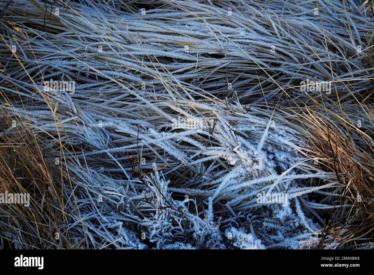 Brekkuskógur, southern Iceland, icy ground and plants after a long ...