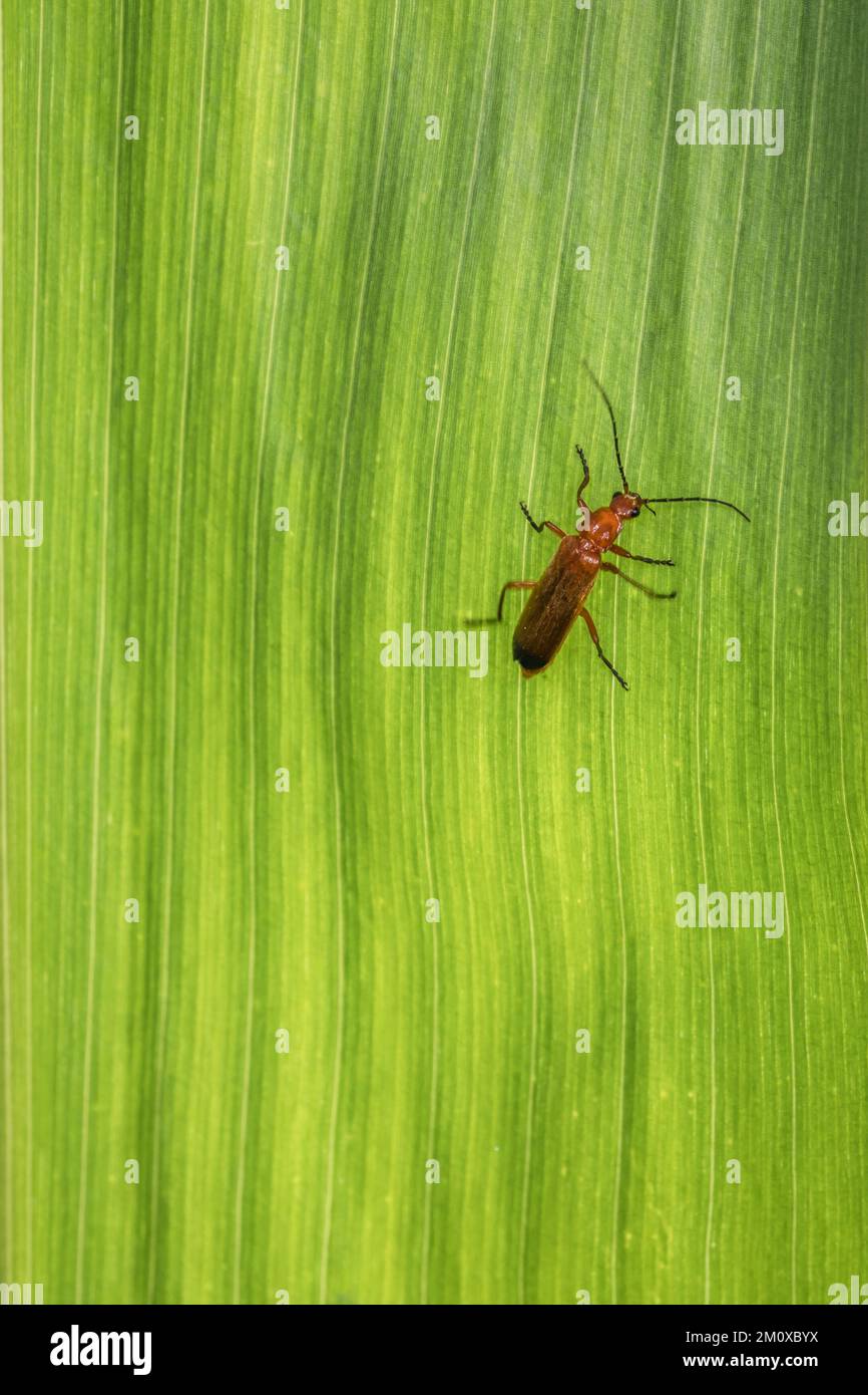 A brown red orange coloured soft-bodied beetle hangs on a stem of a ...