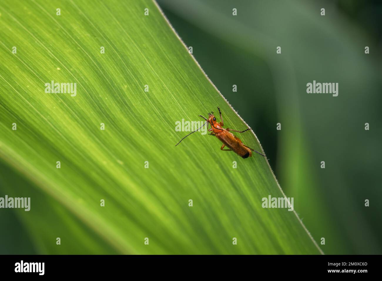 A brown red orange coloured soft-bodied beetle hangs on a stem of a ...