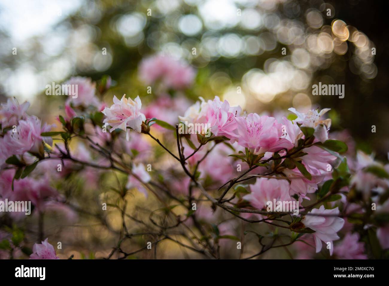 Pinkshell azalea hi-res stock photography and images - Alamy