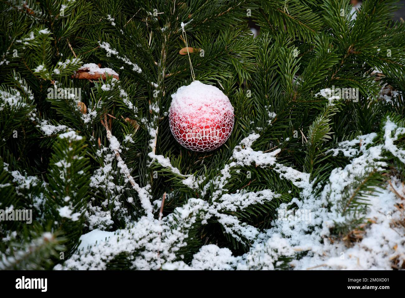 Copenhagen/Denmark/08 December 2022/Visoitor going to see christmas ...