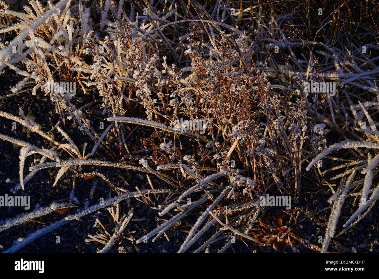 Brekkuskógur, southern Iceland, icy ground and plants after a long ...