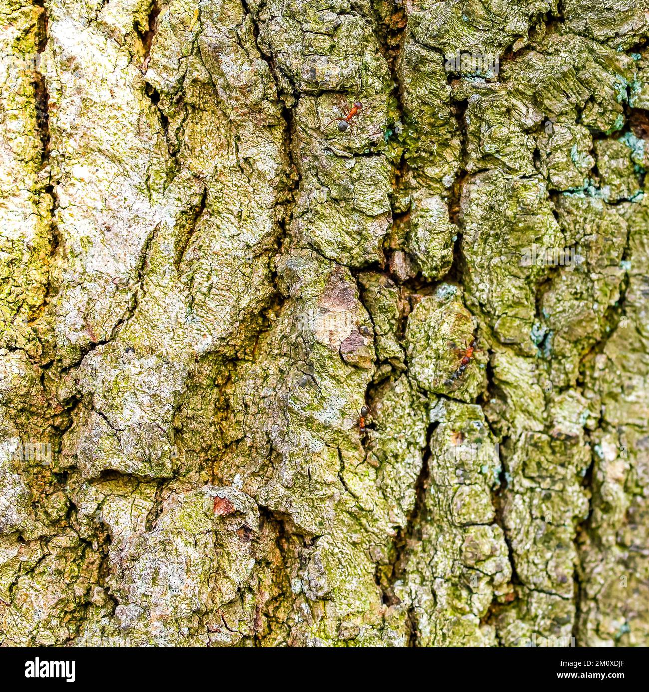 Texture of a bark from an oak tree with red forest ants Stock Photo - Alamy