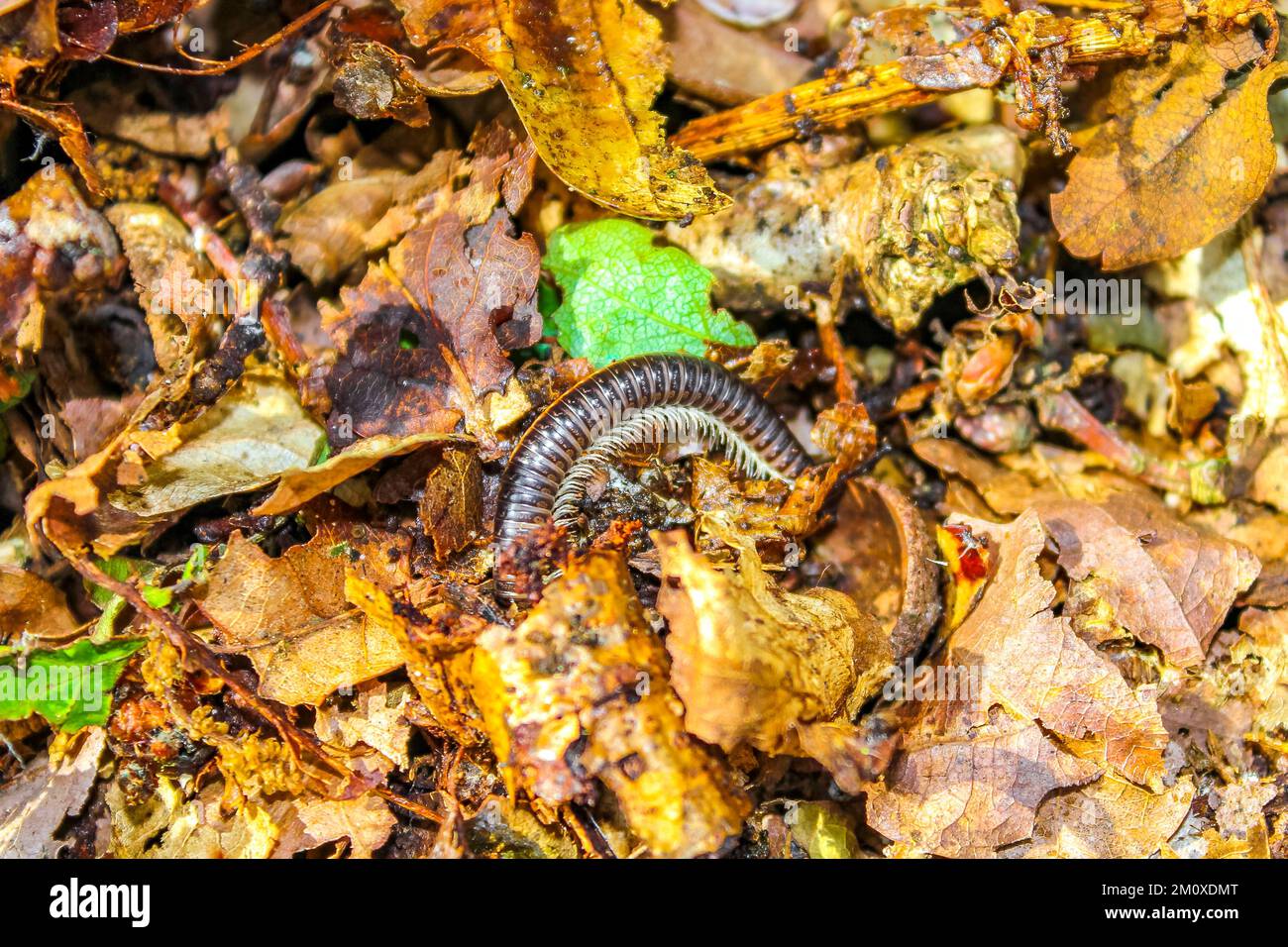 Millipedes leaves hi-res stock photography and images - Alamy