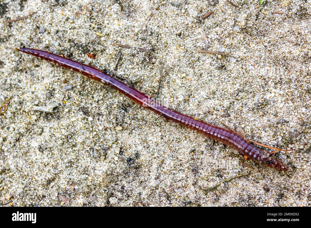 Creeping long red worm in Pipinsburg in Geestland Cuxhaven Lower Saxony ...