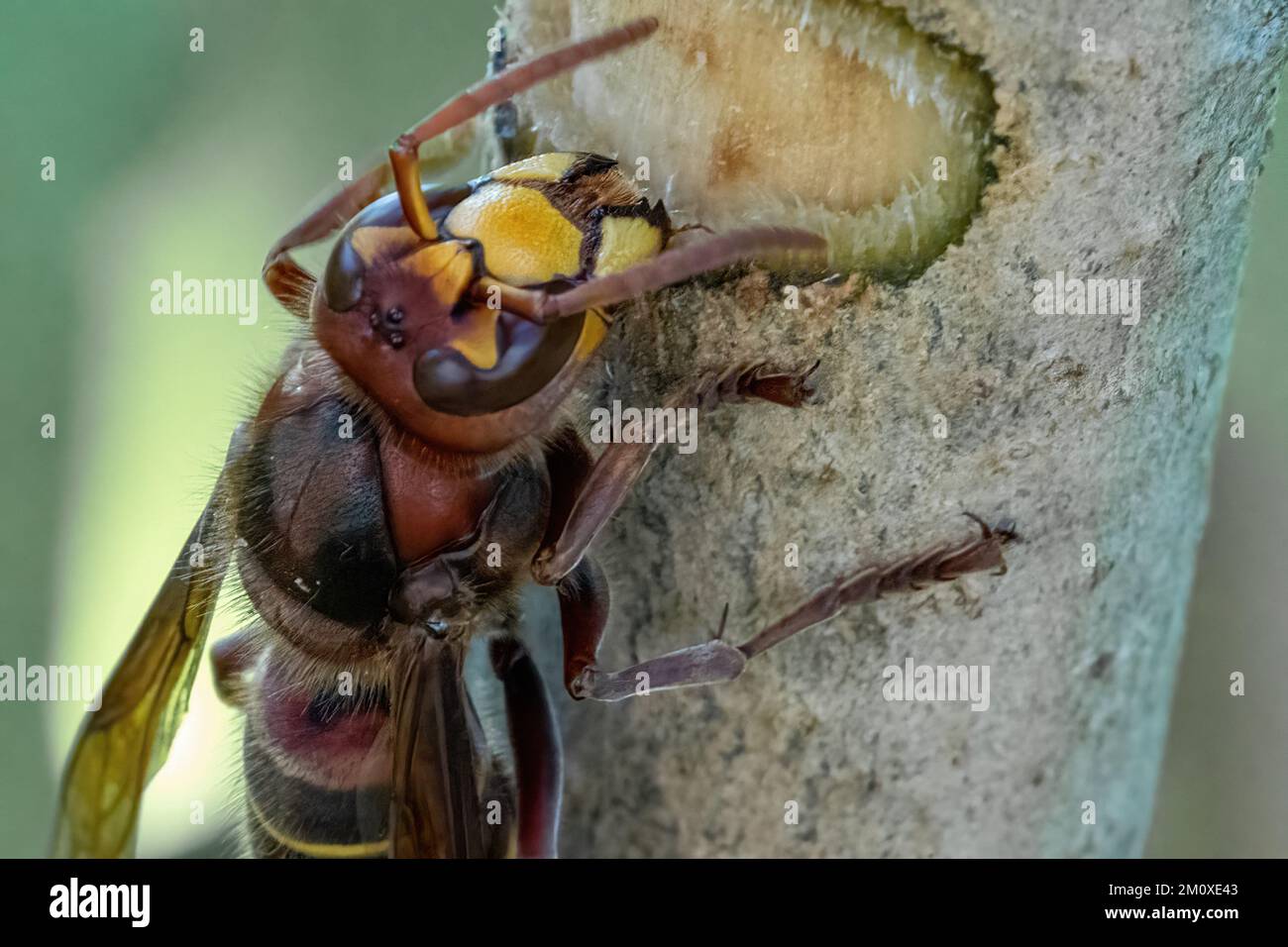 A macro shot of an European hornet on a bark tree with blur background ...
