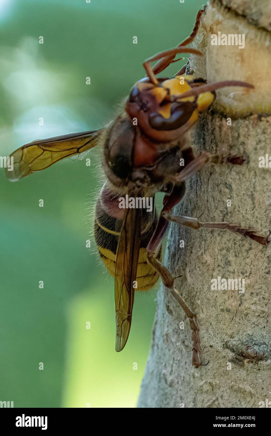 A macro of an European hornet on a bark tree with blur background ...