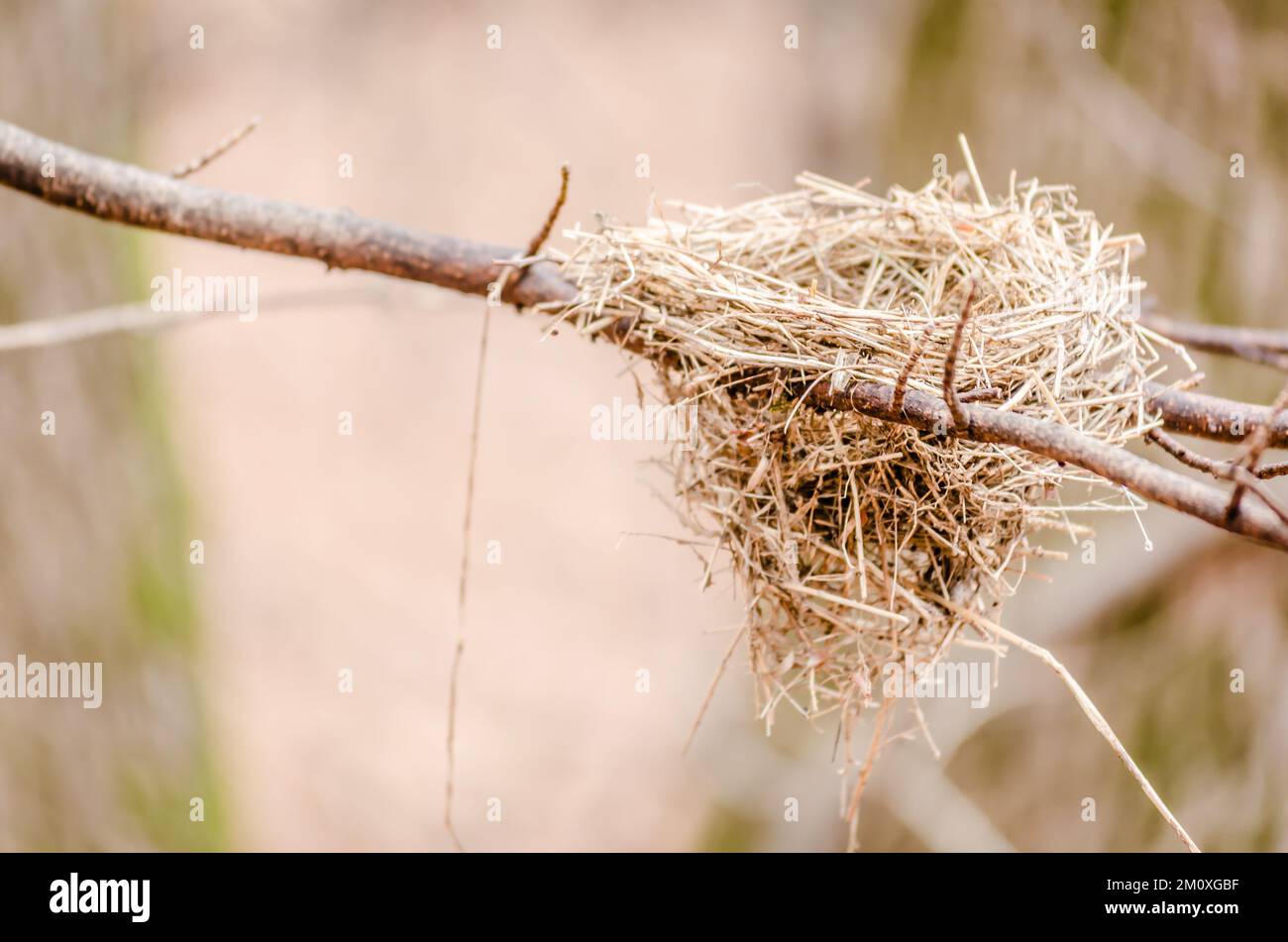 View of the forest of the Fruska Gora mountain near Novi Sad in autumn ...