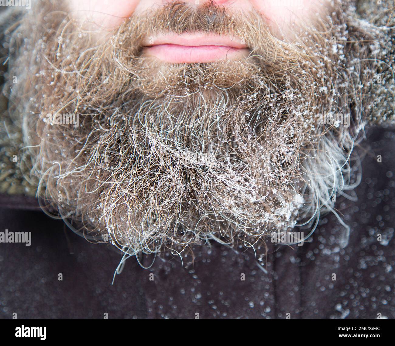 A man's beard covered with snow. The face of a bearded man in a ...
