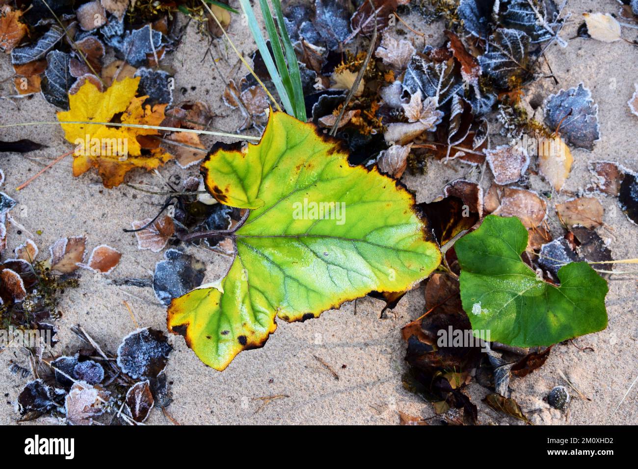 A top view of different types of fallen frozen leaves on a sandy beach ...