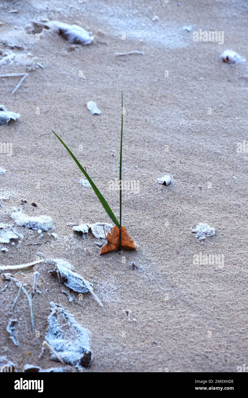 A vertical shot of a green plant on a sandy beach surrounded by frozen ...