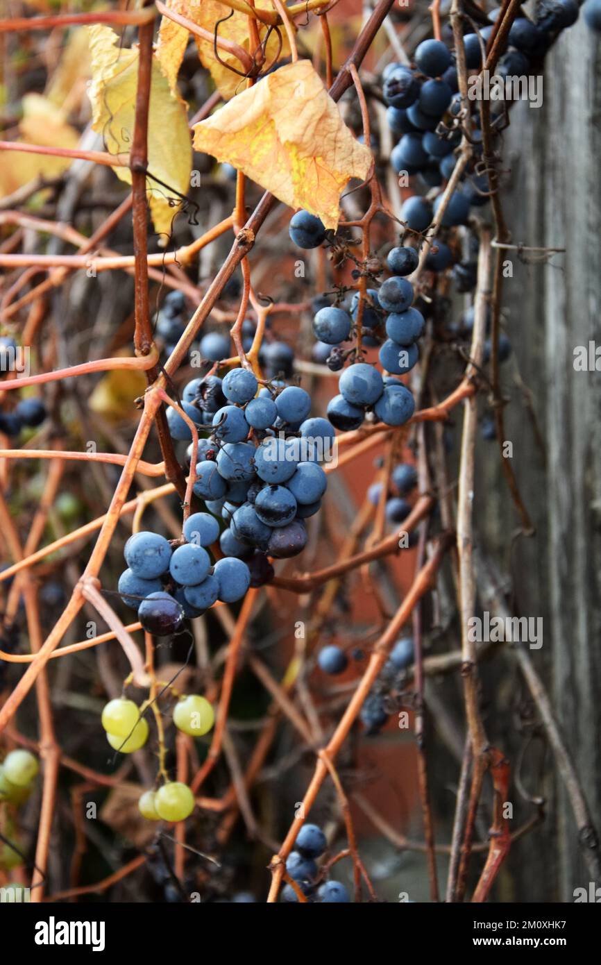 A vertical shot of a common grape vine (Vitis vinifera) on the blurred ...
