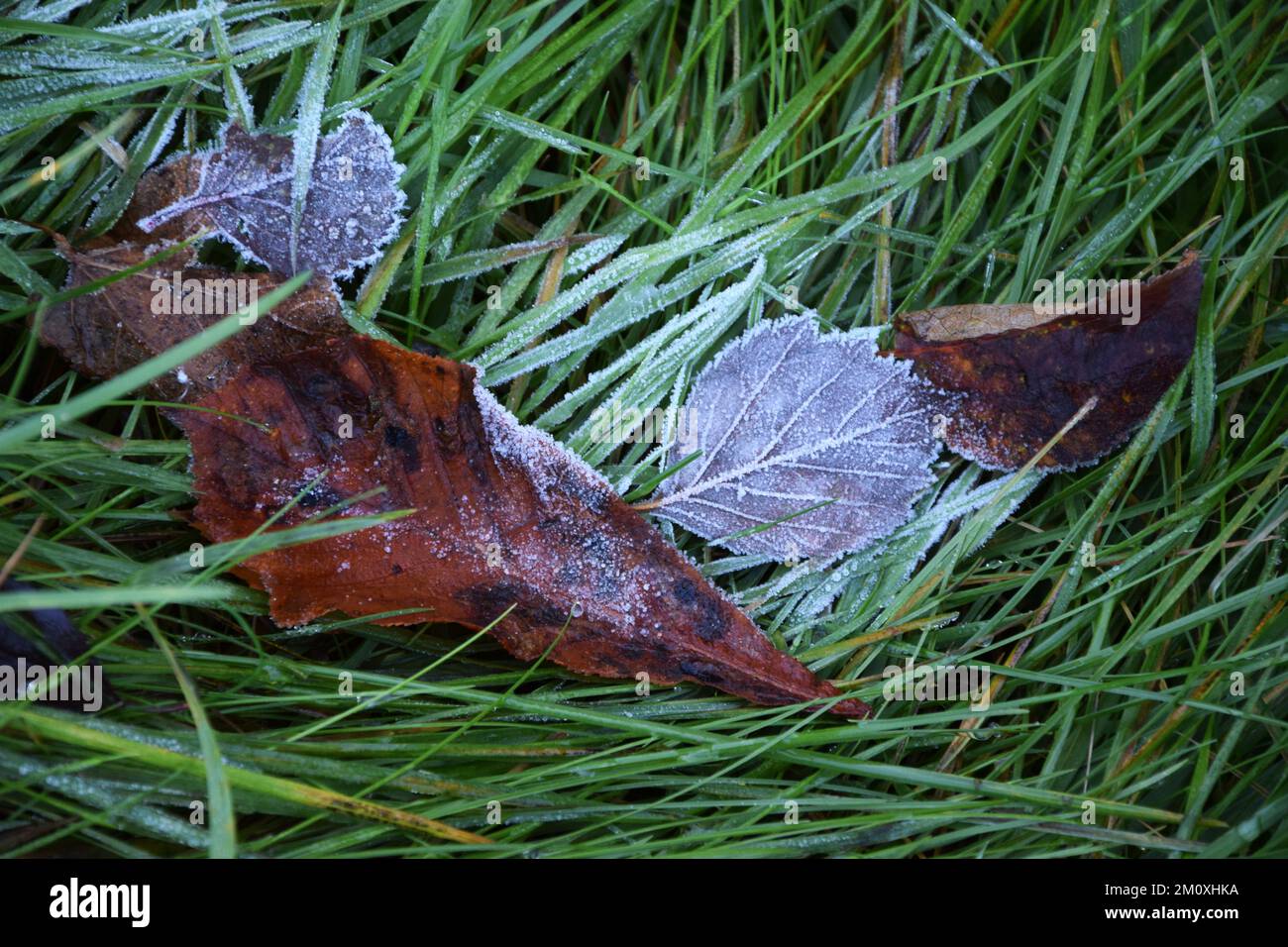 The yellow frozen leaves fallen on green grass during the daytime Stock ...