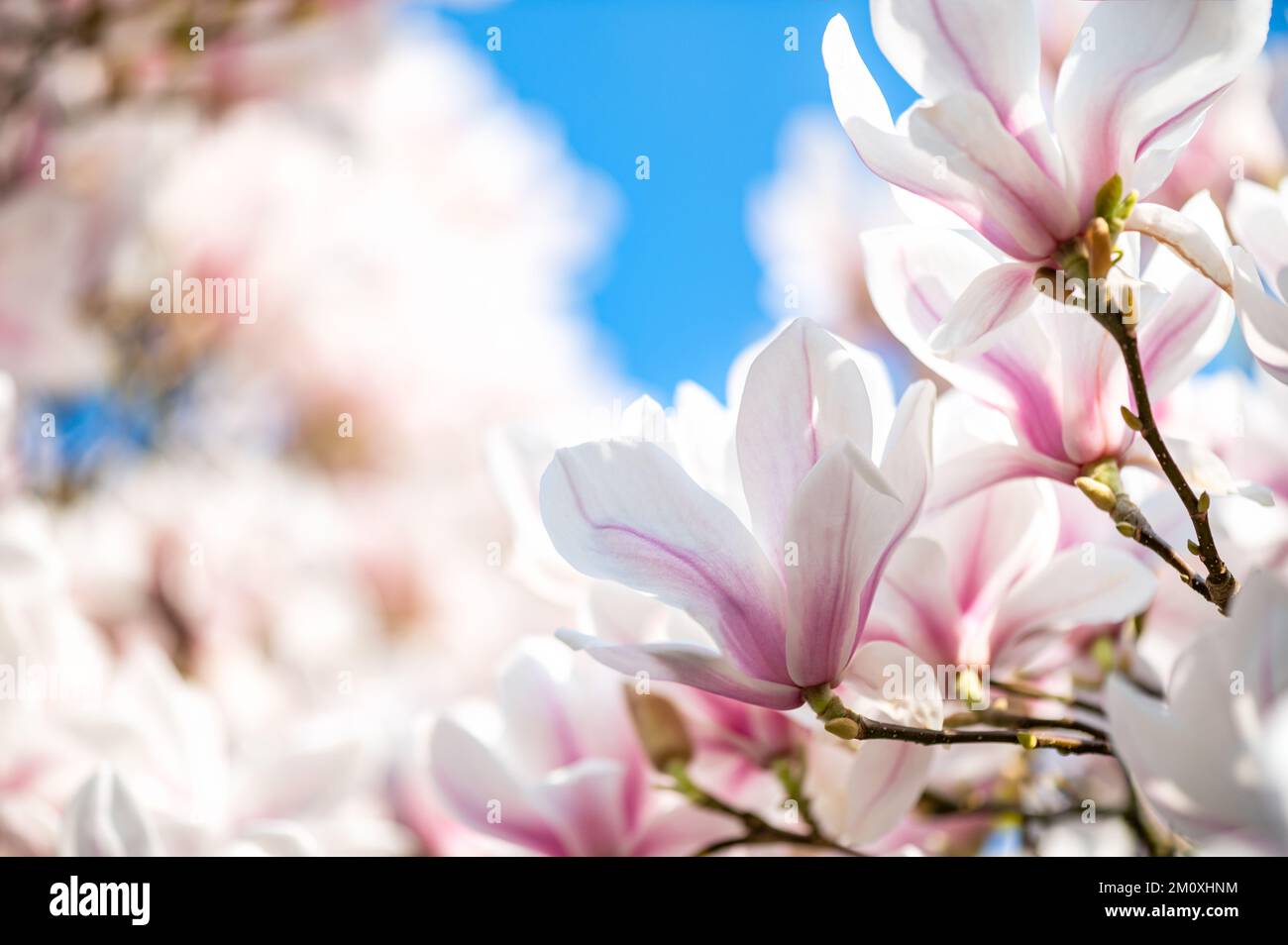 Pink Magnolia Tree with Blooming Flowers during Springtime Stock Photo ...