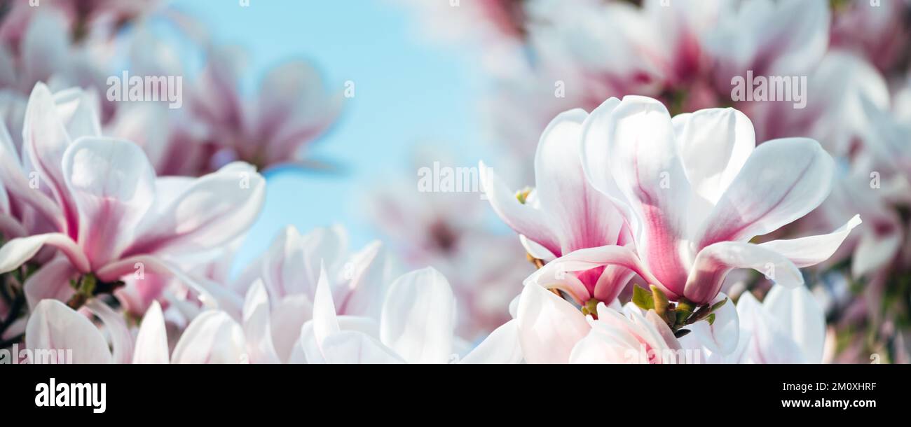 Pink Magnolia Tree with Blooming Flowers during Springtime Stock Photo ...