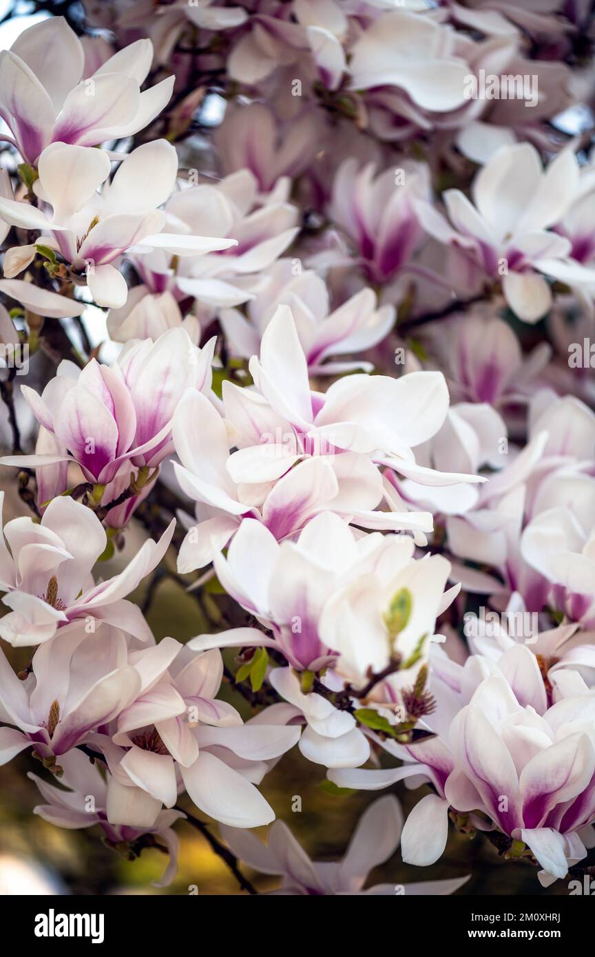 Pink Magnolia Tree with Blooming Flowers during Springtime Stock Photo ...