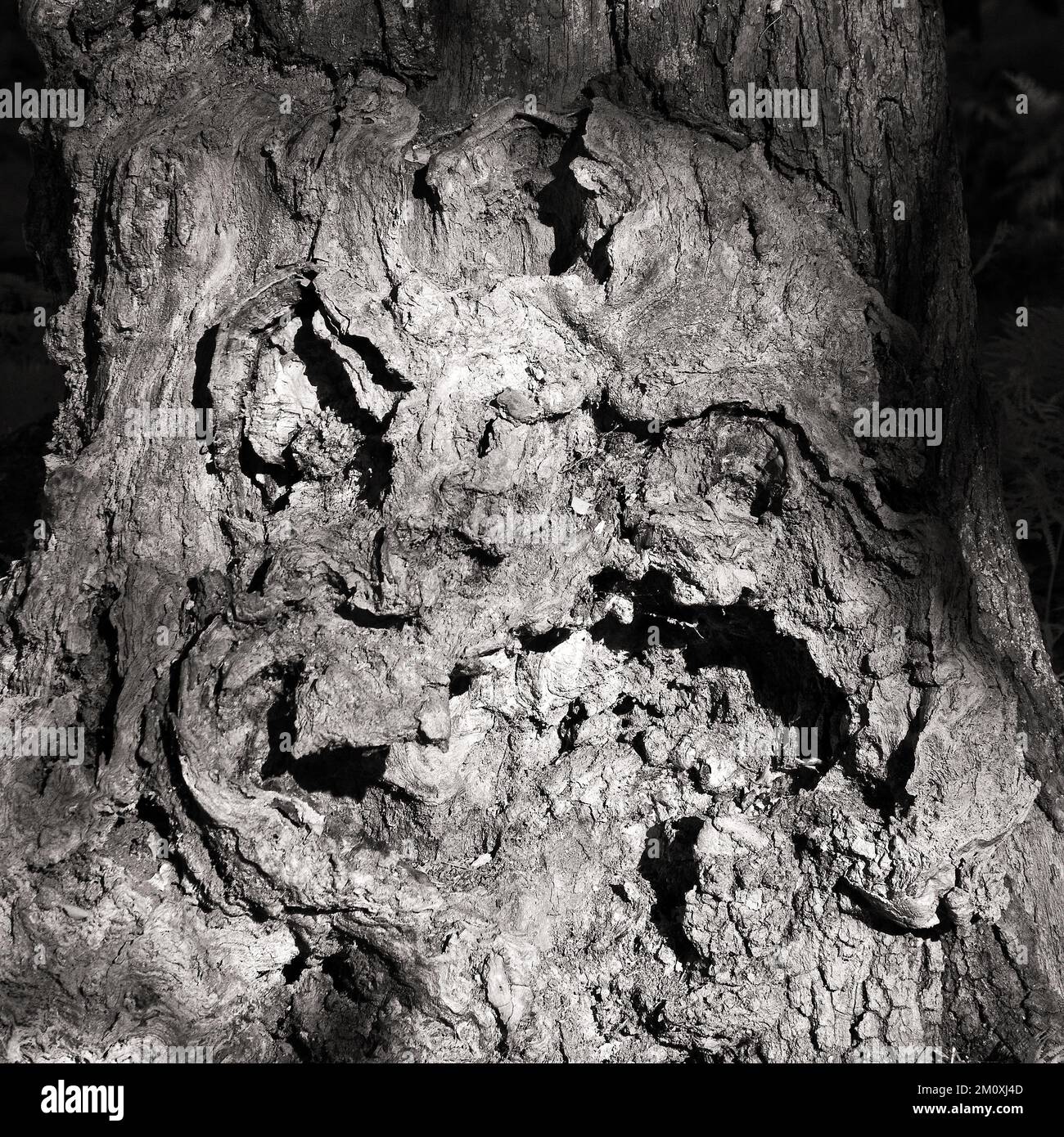 Black and white image of remnants of sessile oak at Brocton Coppice on ...