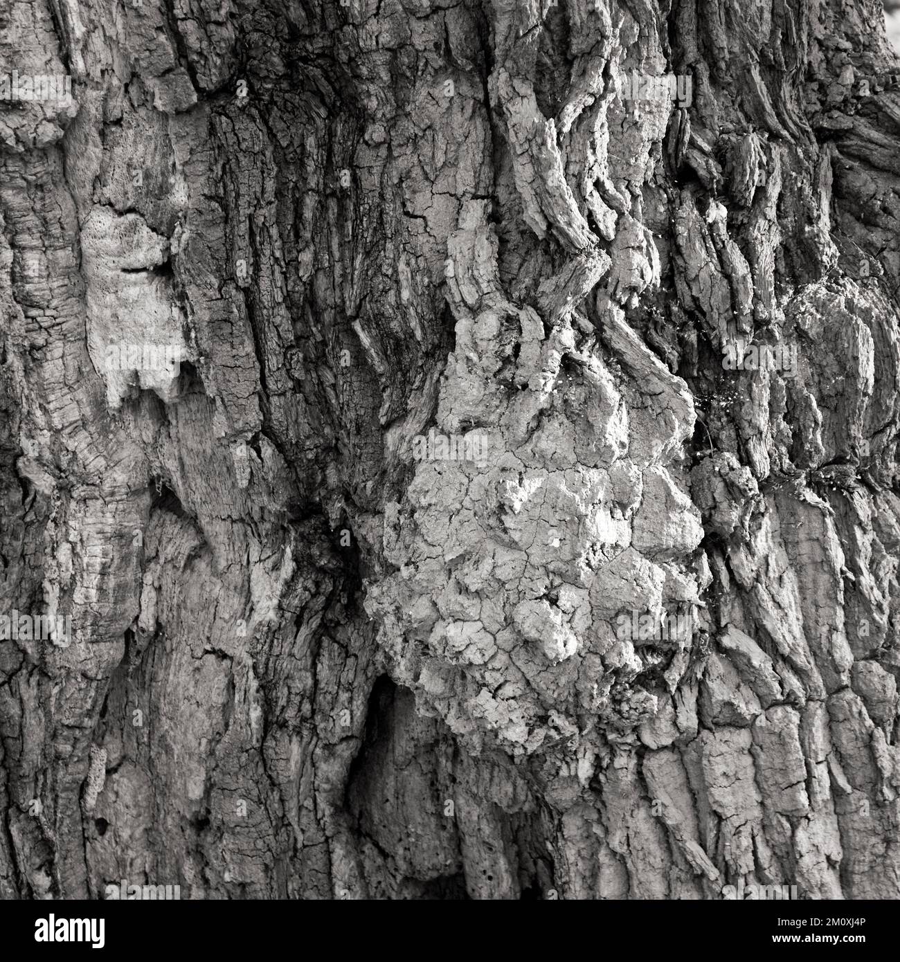 Black and white image of ancient oak bark in woodland a former medieval ...