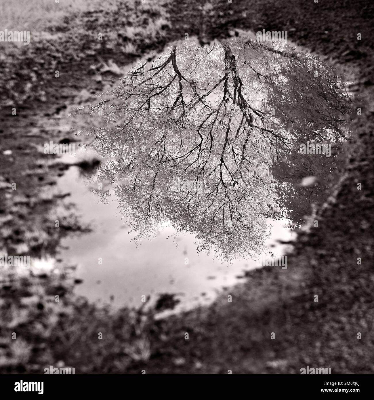 Infared image Puddle Face,Reflection of tree branches and leaves in puddle on footpath in ...