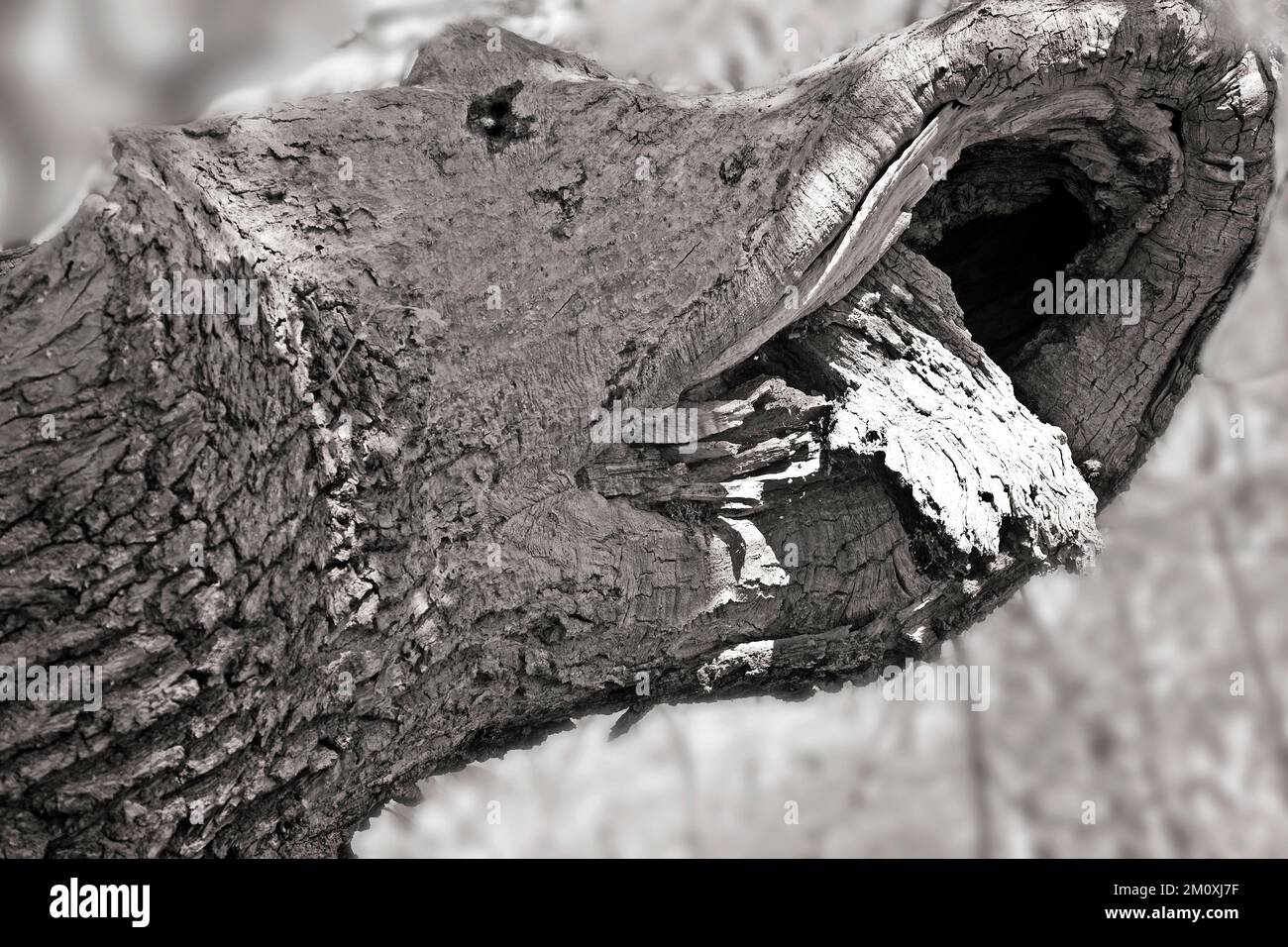 Animal like black and white infrared image in Ancient oak woodland a ...