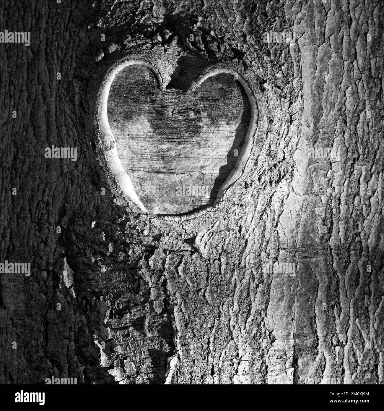 Tree in shape heart Black and White Stock Photos & Images - Alamy