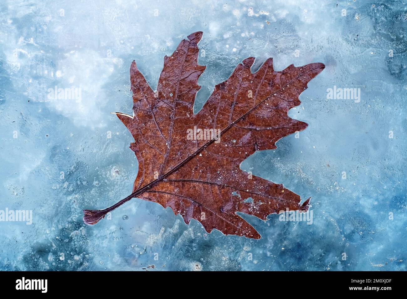 old maple leaf at the autumn time. End of nature cycle Stock Photo - Alamy