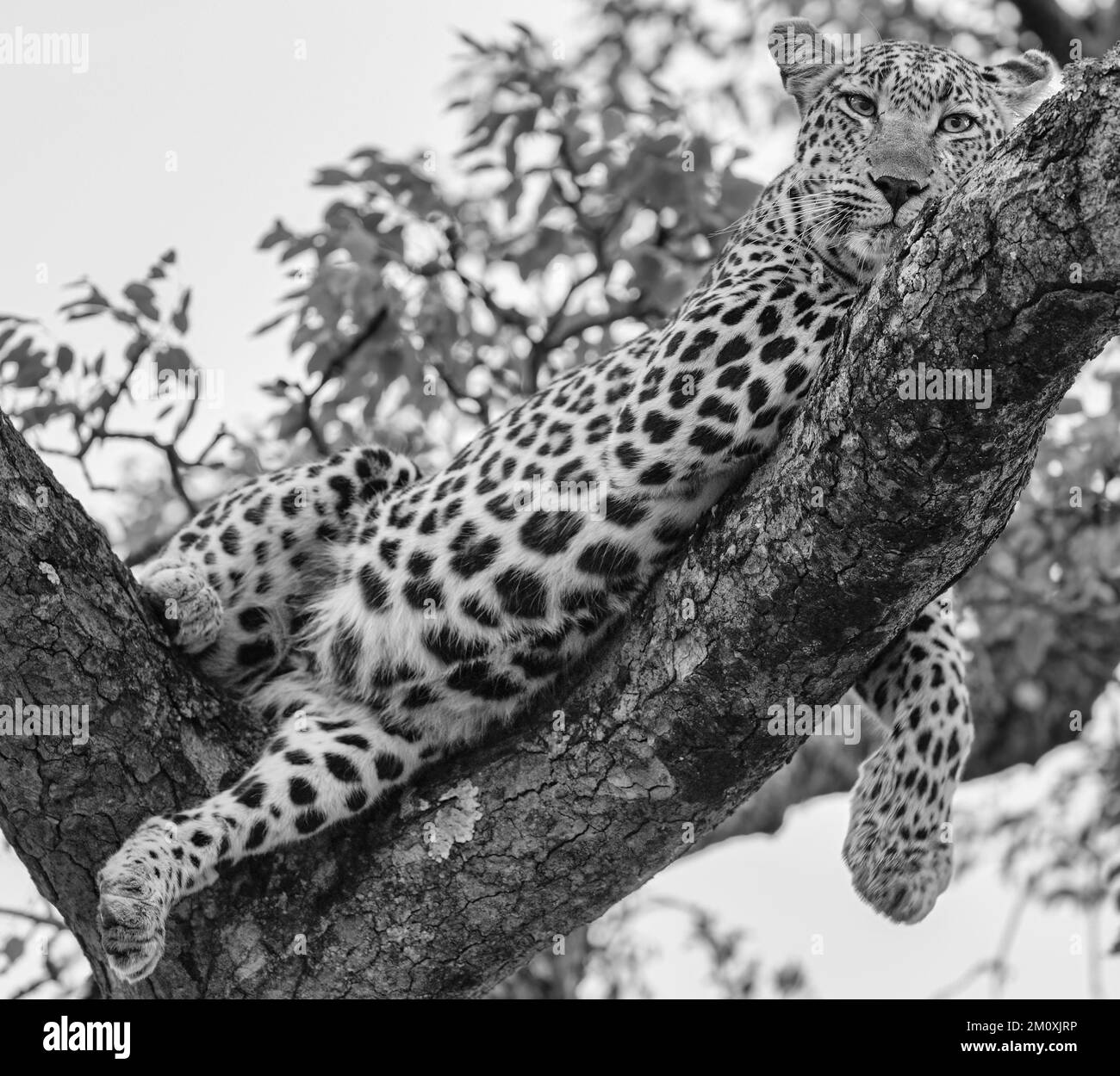 Wildlife in safari park Black and White Stock Photos & Images - Alamy