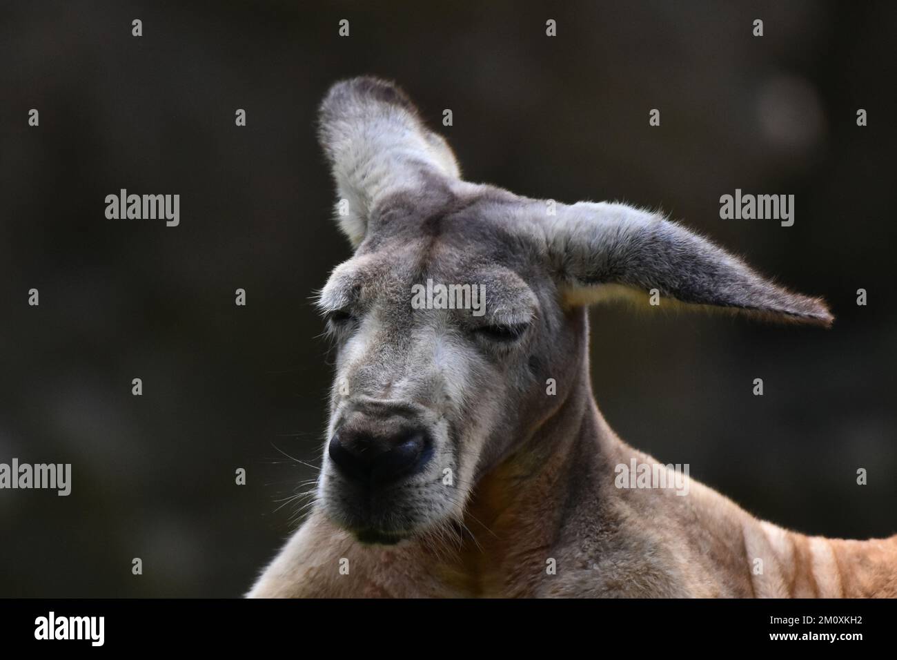 A kangaroo species seen in its habitat during a species conservation ...