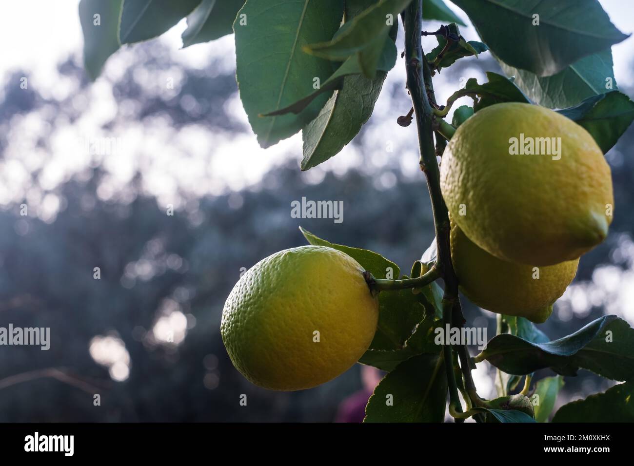 Close up of Lemons hanging from a tree in a lemon grove Stock Photo - Alamy