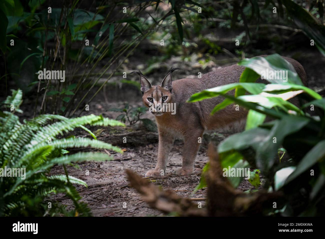 A closeup of beautiful wild Caracal in tropical forest Stock Photo - Alamy
