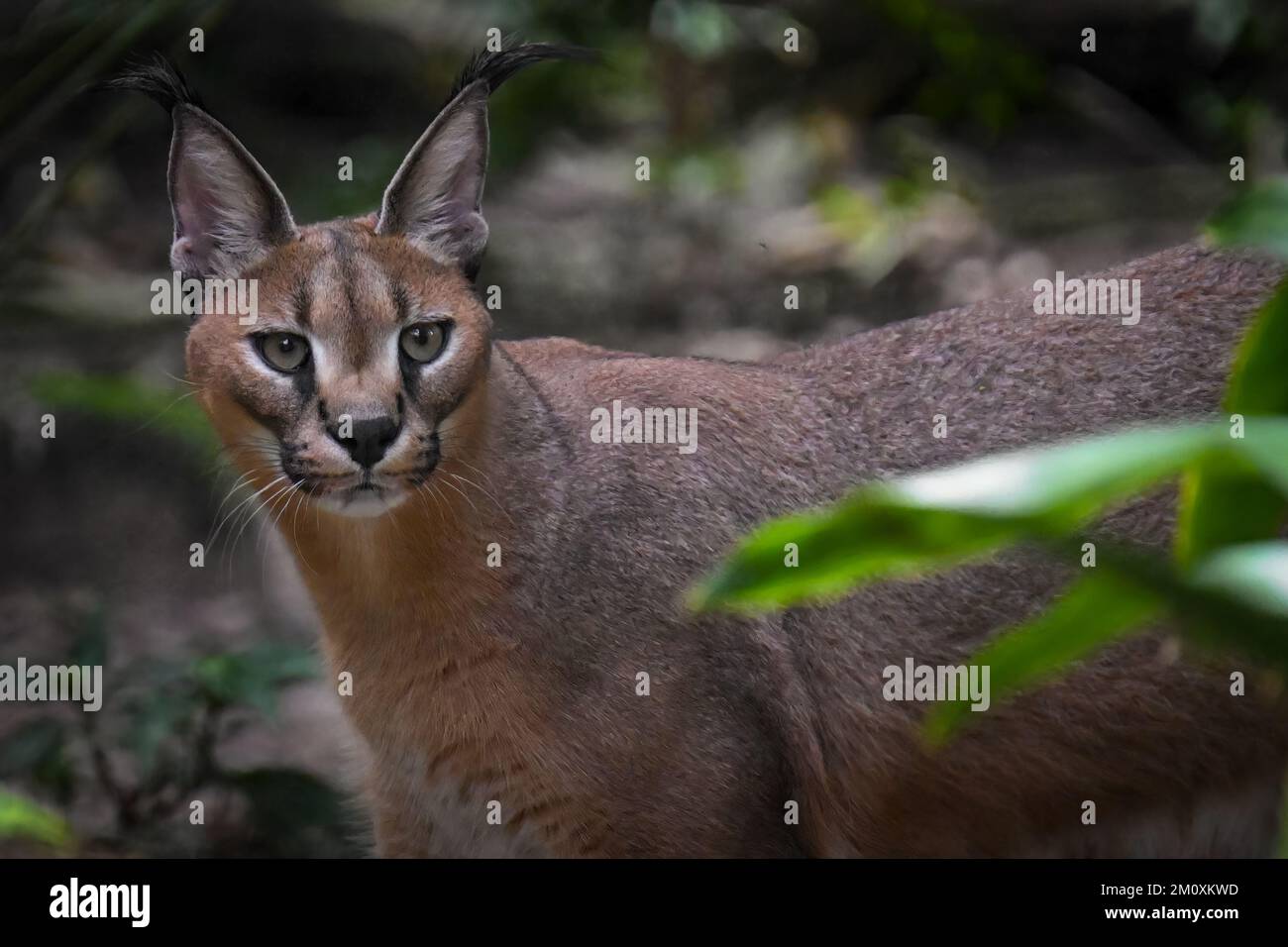 A closeup of beautiful wild Caracal in tropical forest Stock Photo - Alamy