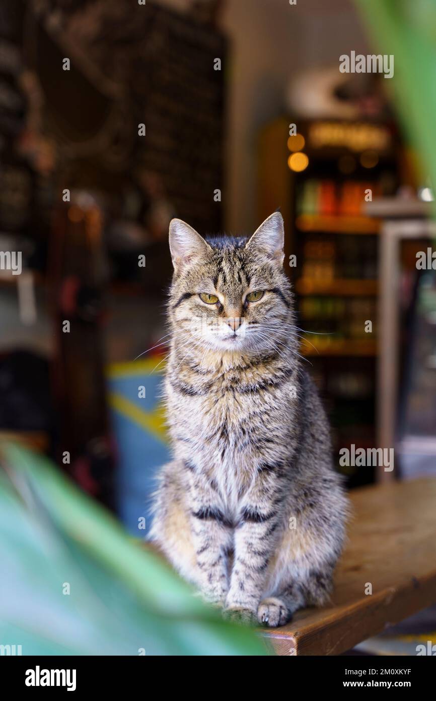 Funny cat with a serious and strict look sits on a table in a street ...