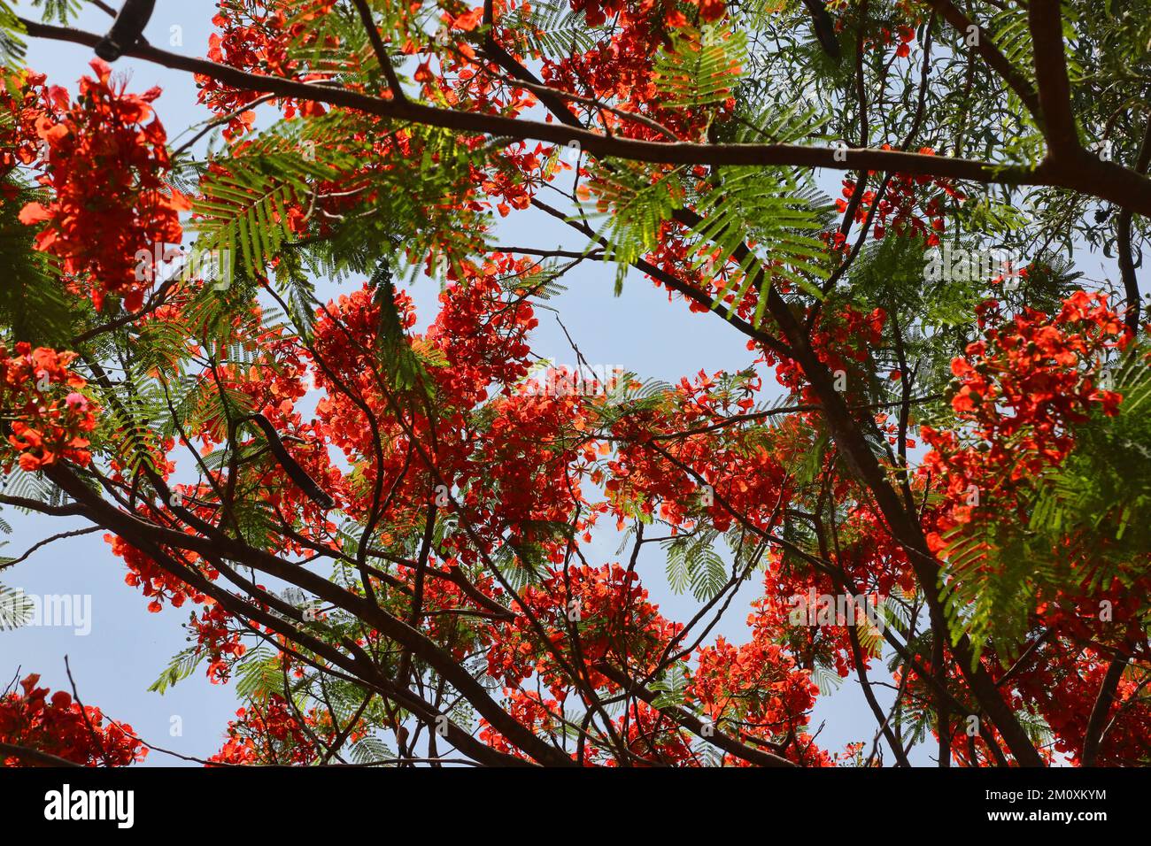 Thiruvananthapuram, India. 12th May, 2022. Red flowers adorn a gulmohar ...