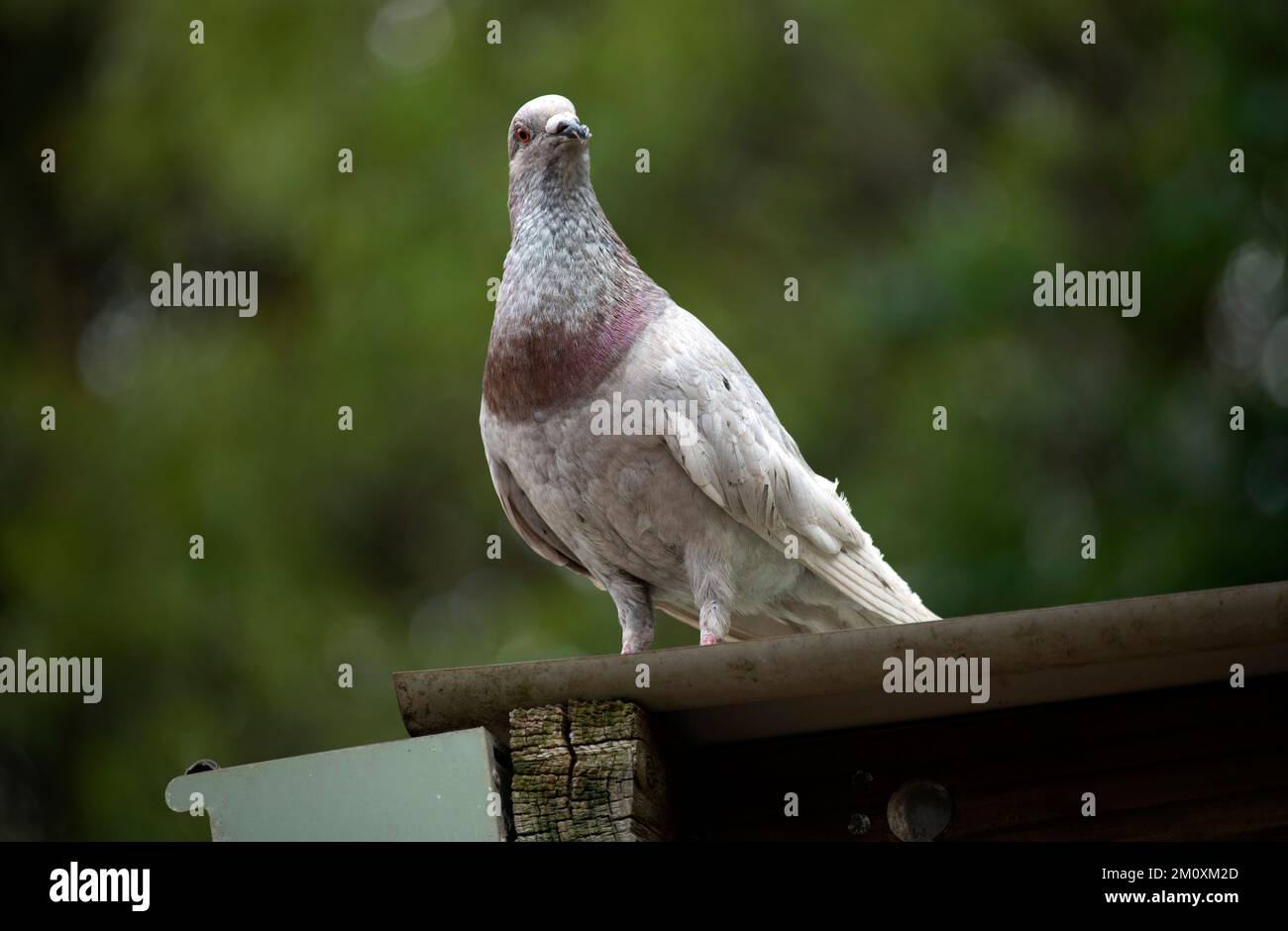 Close -up of Rock Dove (Columba livia) in Sydney, NSW, Australia (Photo ...