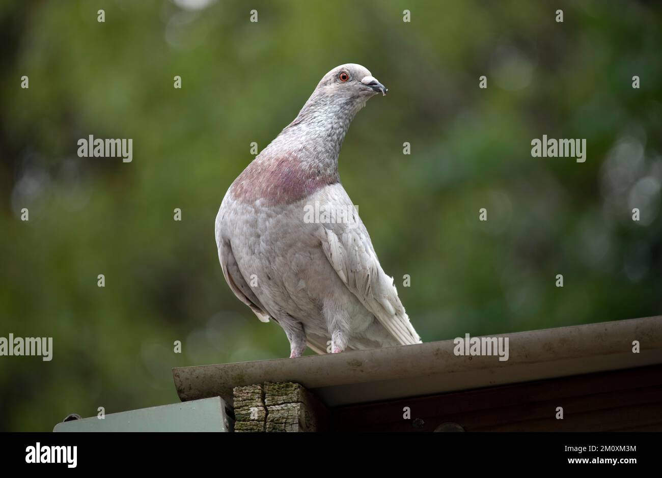Close -up of Rock Dove (Columba livia) in Sydney, NSW, Australia (Photo ...