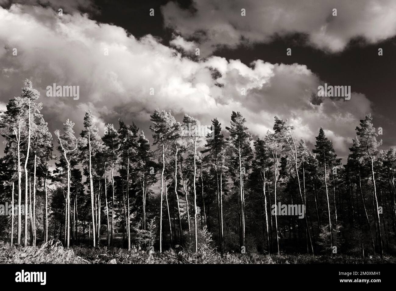 Black and white photograph on Cannock Chase AONB Area of Outstanding ...