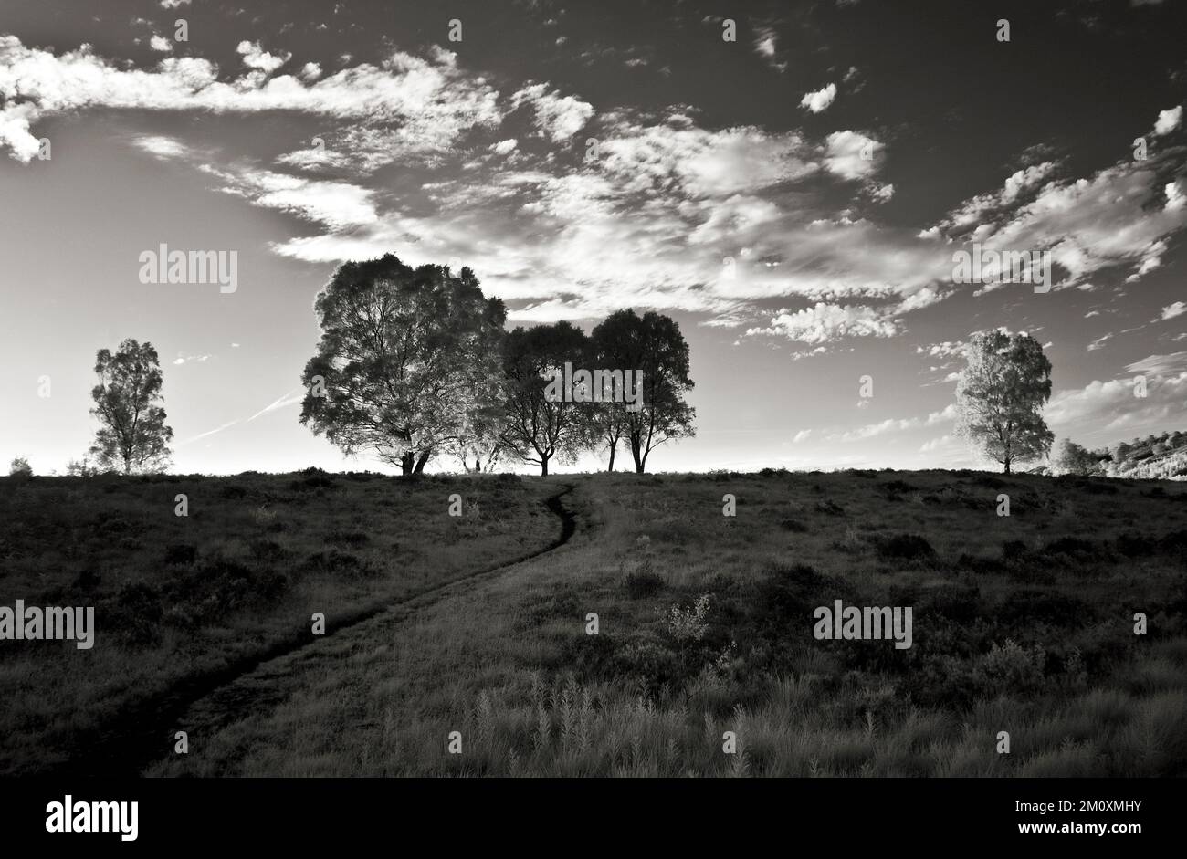 Black and white photograph of heathland trees on sunny evening Cannock ...
