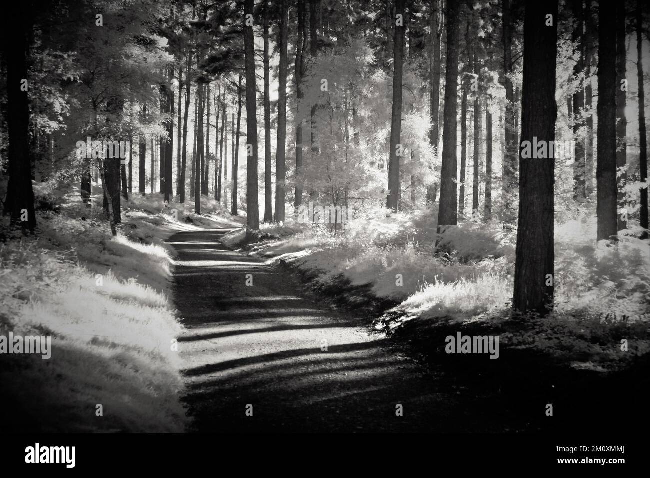 Infrared Photograph of Cannock Chase forest in a Area of Outstanding ...