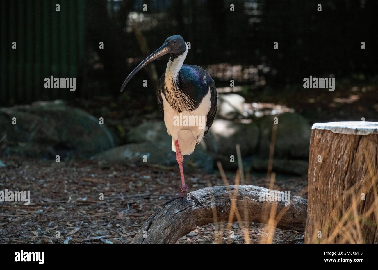 A Straw-necked Ibis (Threskiornis spinicollis) stands on one leg ) at ...