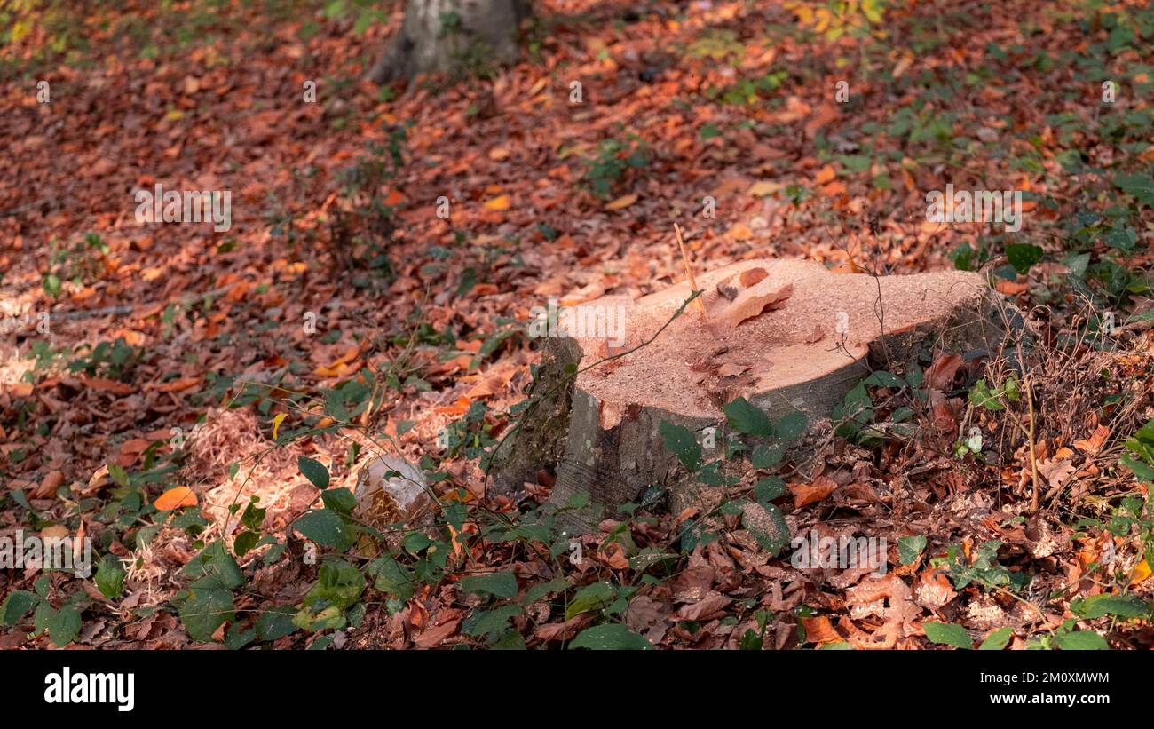 Cut trees, Preparations for winter in the forest, stumps lined up in ...
