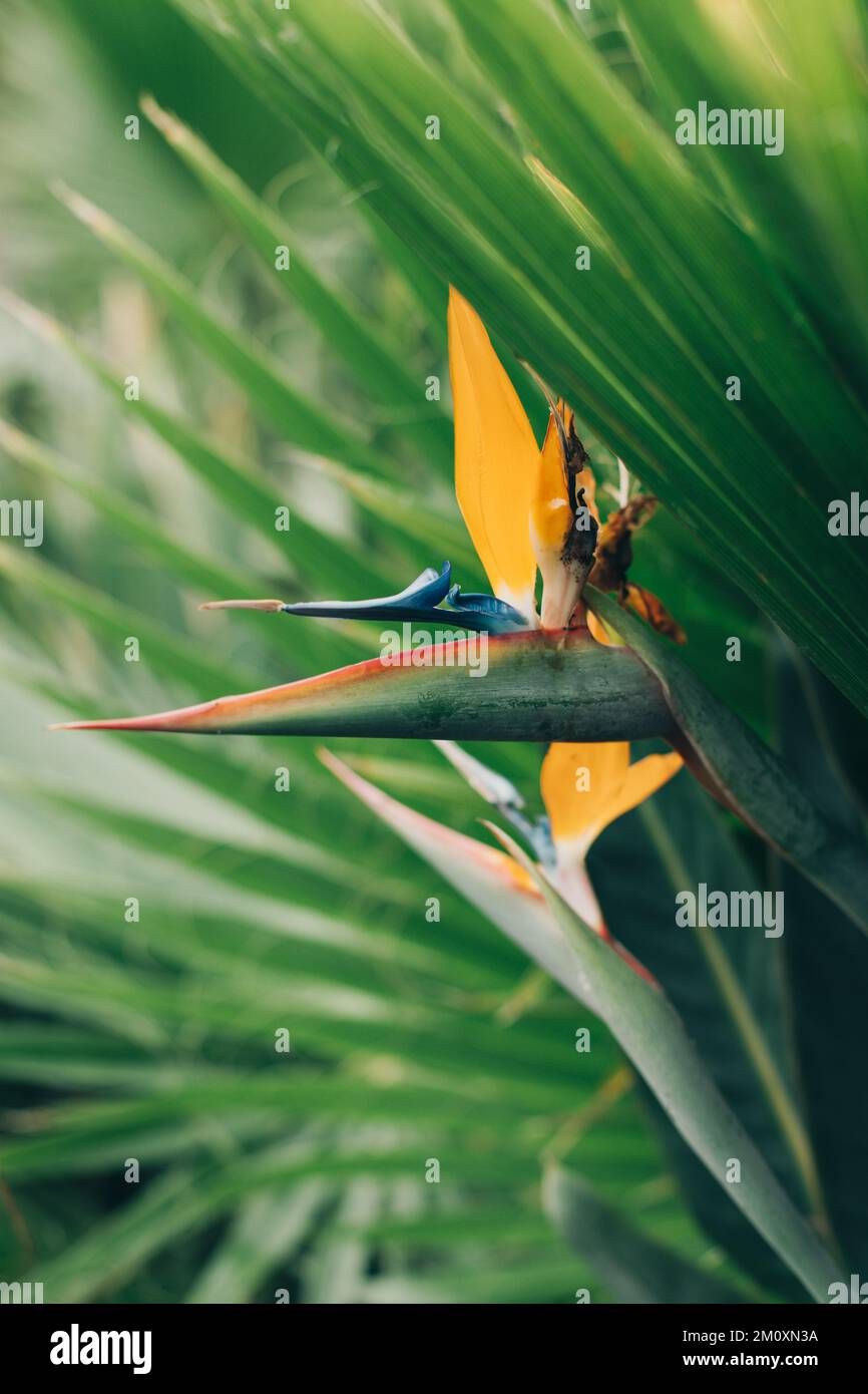 Beautiful Bird of Paradise flower (Strelitzia reginae) in a garden ...