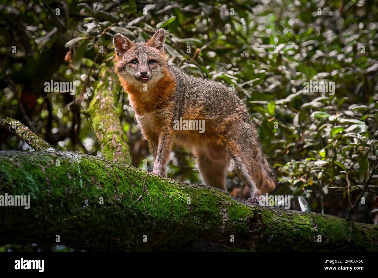 A beautiful shot of cute red fox in rainforest on mossy tree trunk ...