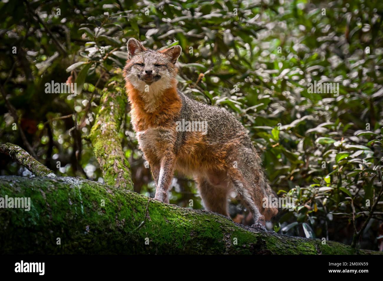 A beautiful shot of cute red fox in rainforest on mossy tree trunk ...