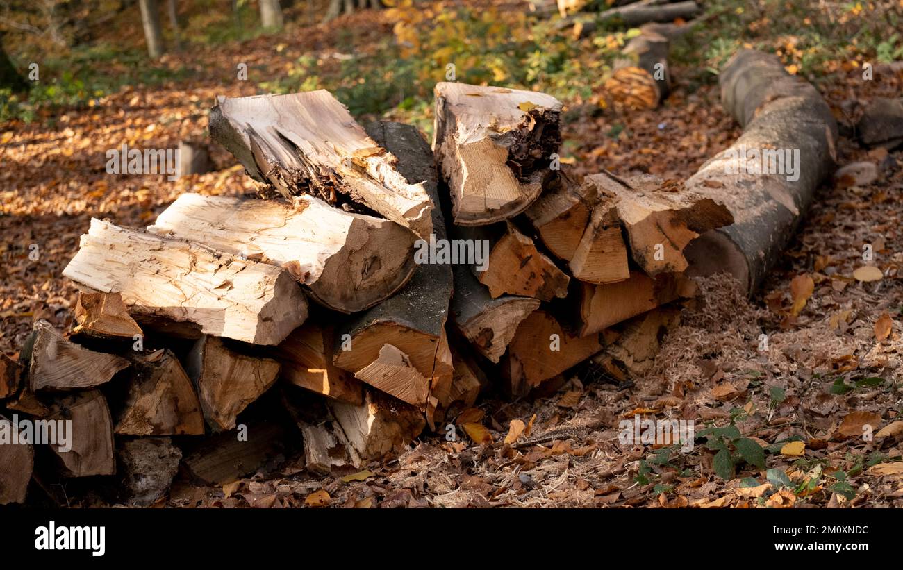 Cut trees, Preparations for winter in the forest, stumps lined up in ...
